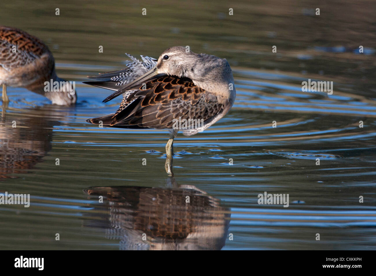 Long billed dowitcher and reflection hi-res stock photography and ...