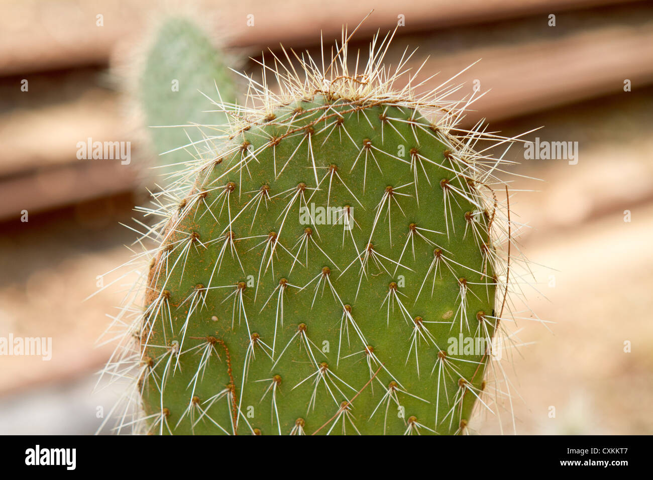A cactus sits next to the rail lines in Durban South Africa Stock Photo ...