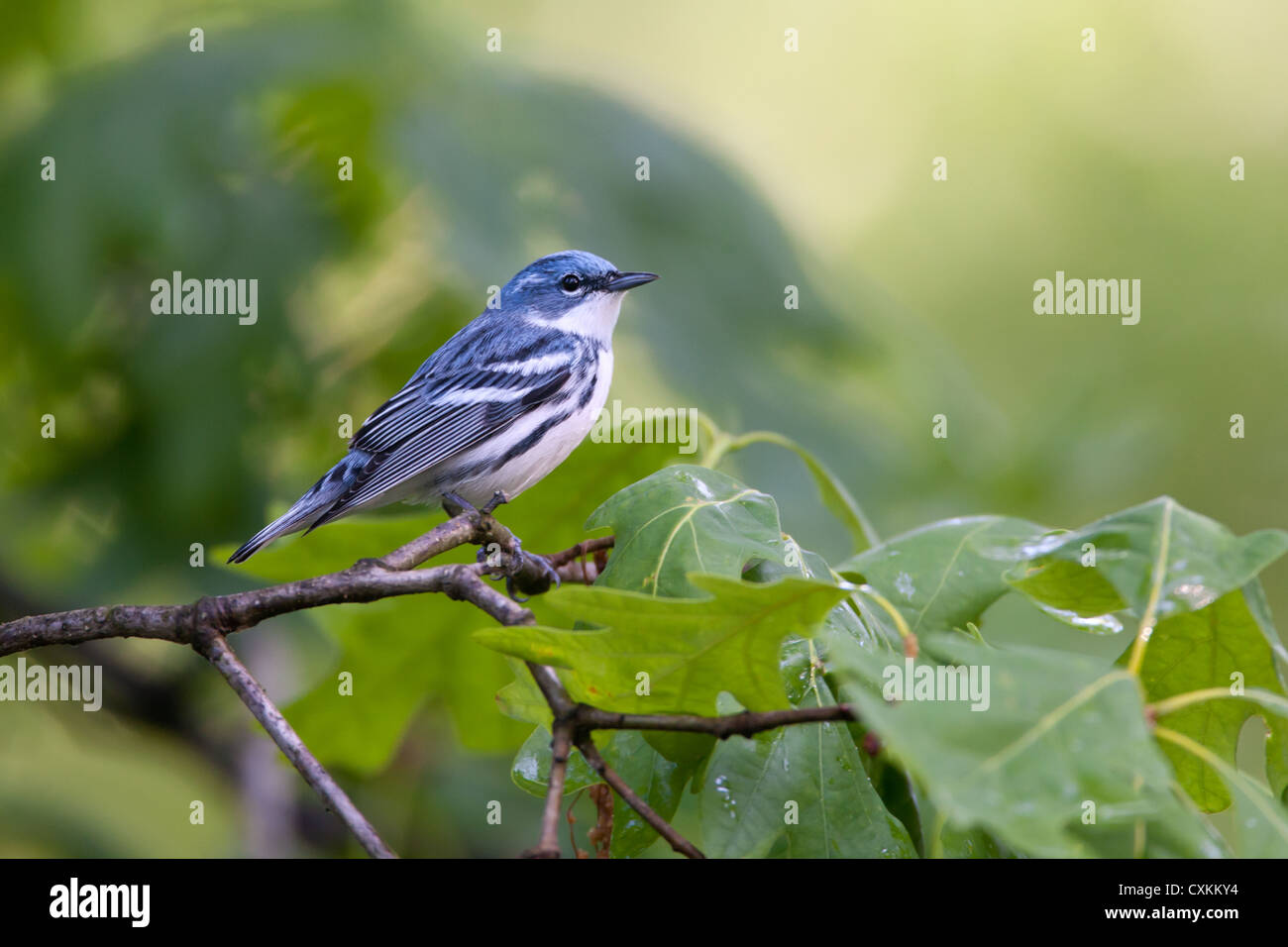 Cerulean Warbler bird songbird perching in Oak Tree Stock Photo - Alamy