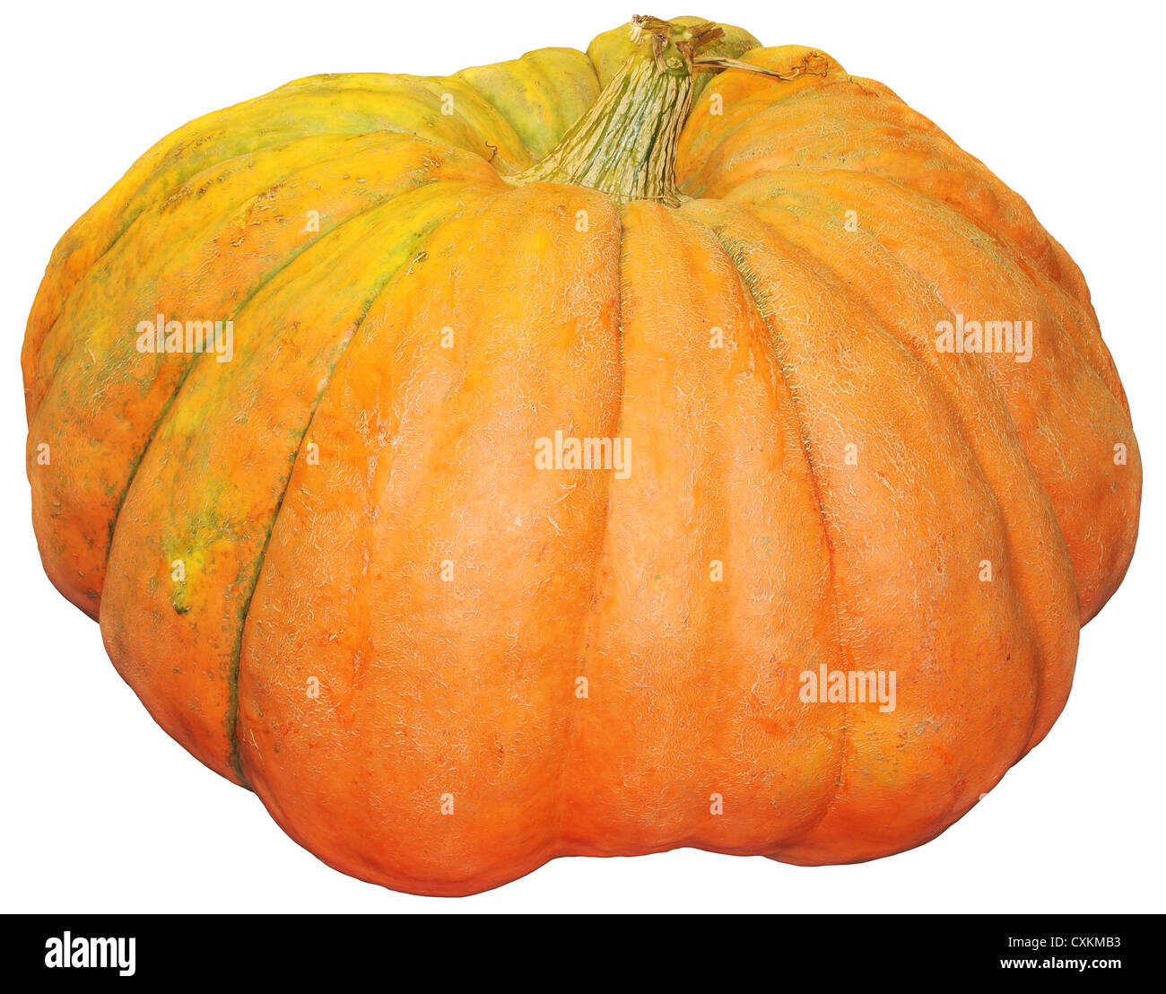 One large ornamental pumpkins hi-res stock photography and images - Alamy