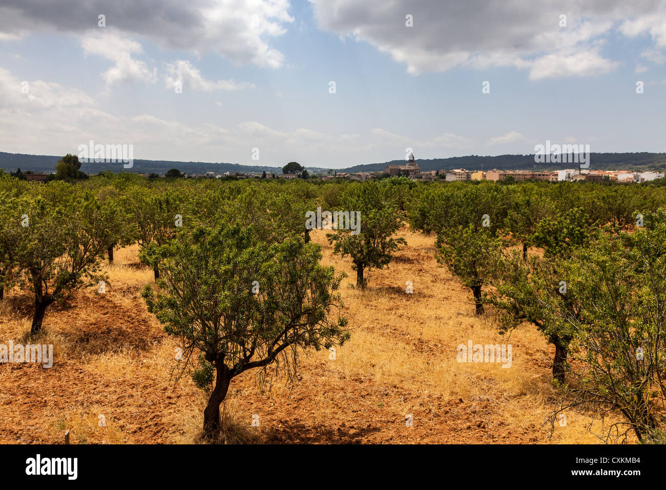 Mallorca orchard tree hi-res stock photography and images - Alamy
