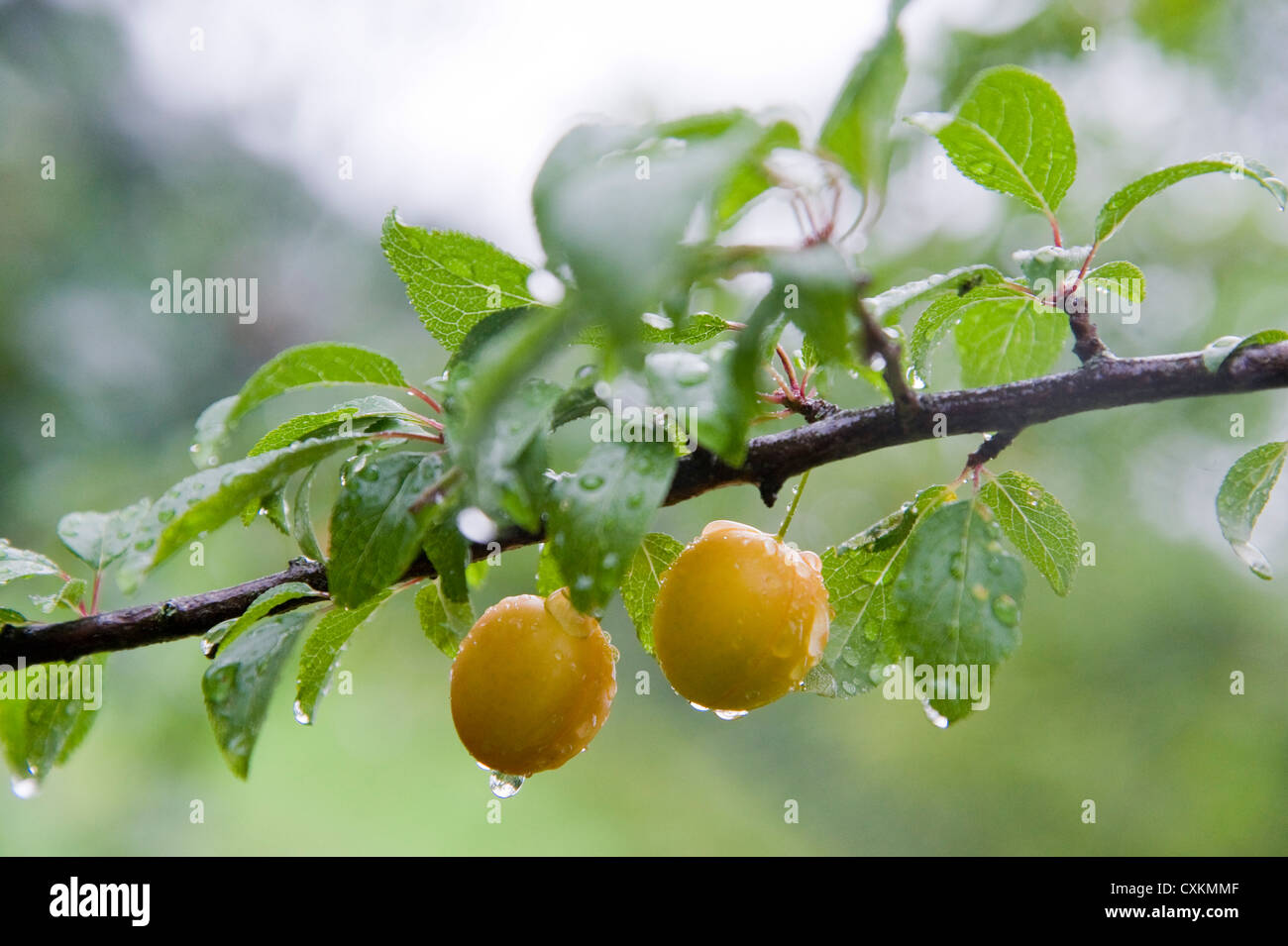 Plum tree fruit germany hi-res stock photography and images - Alamy