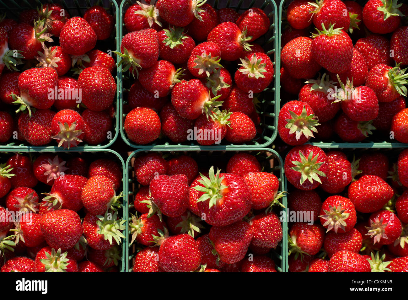 Harvested Strawberries, DeVries Farm, Fenwick, Ontario, Canada Stock ...