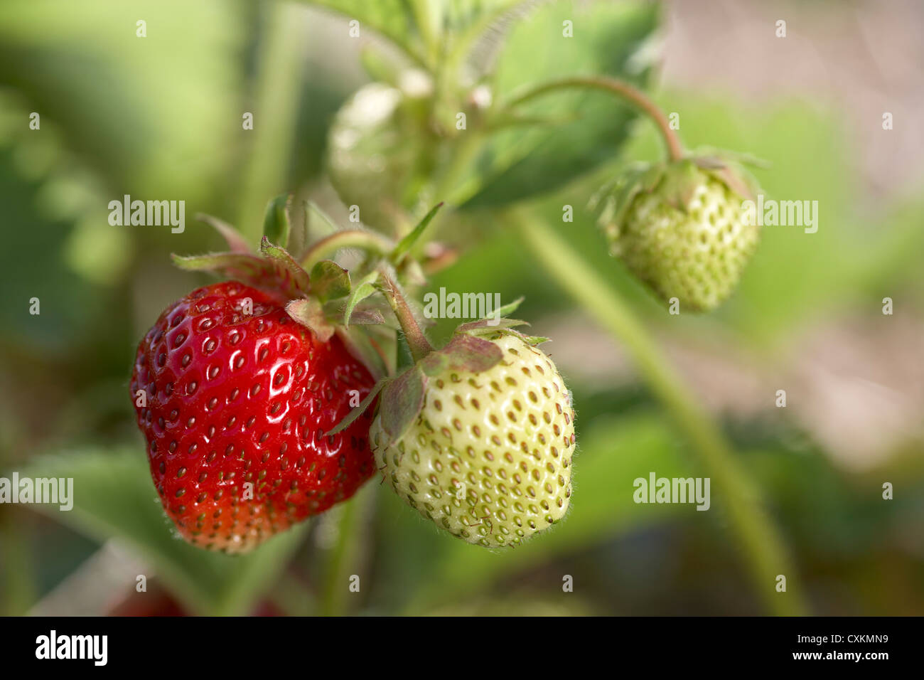 Strawberries fragaria sp hi-res stock photography and images - Alamy