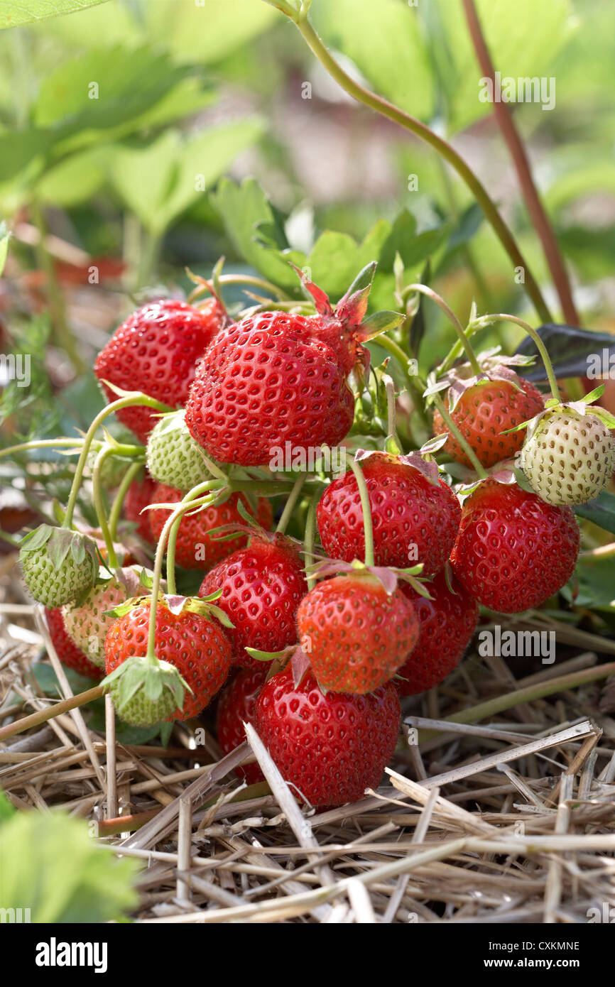 Strawberries fragaria sp hi-res stock photography and images - Alamy
