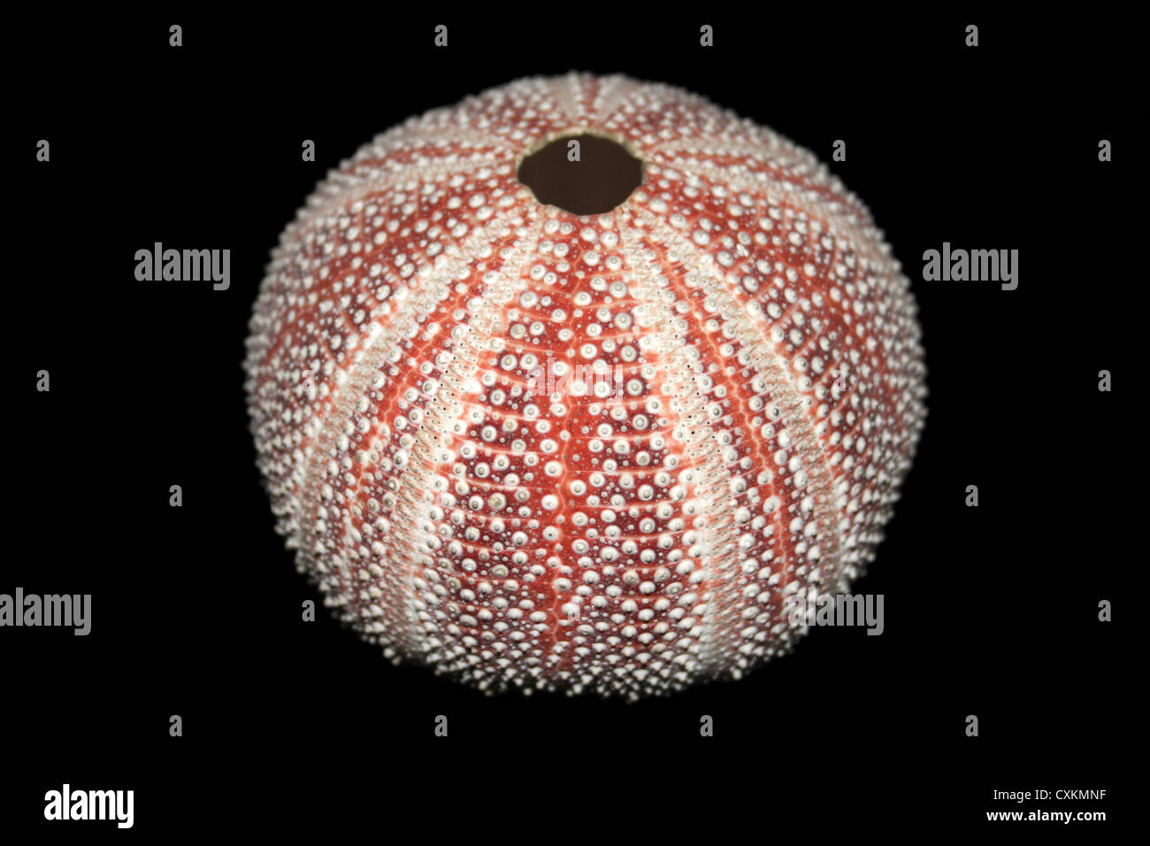 Cornish Or Edible Sea Urchin Echinus esculentus Stock Photo - Alamy