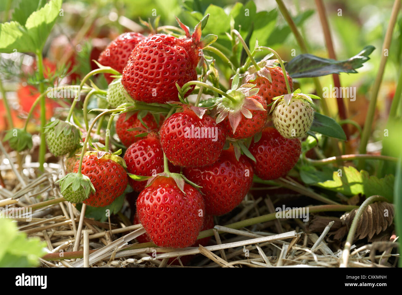 Strawberries fragaria sp hi-res stock photography and images - Alamy
