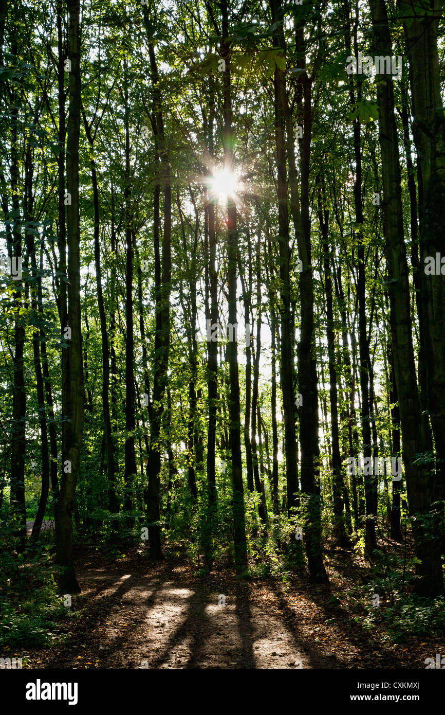 Beautiful nature photo of walking path through the forest hi-res stock ...