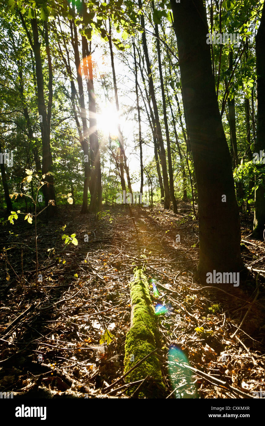 Photograph sunlight flare through hi-res stock photography and images ...