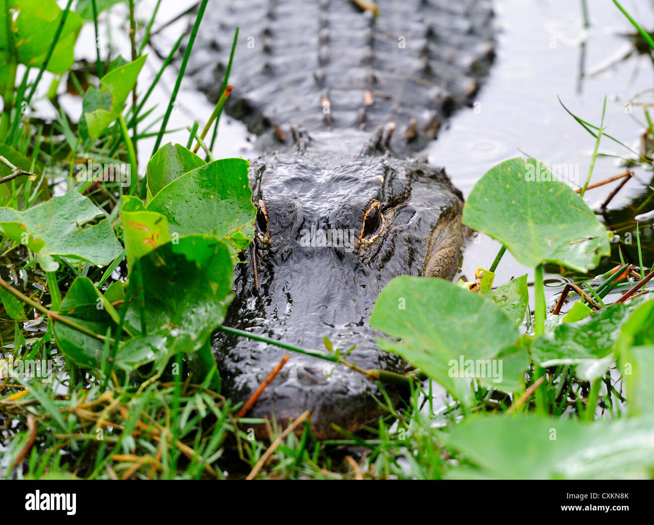 Alligator closeup in wild in Gator Park in Miami, Florida Stock Photo ...