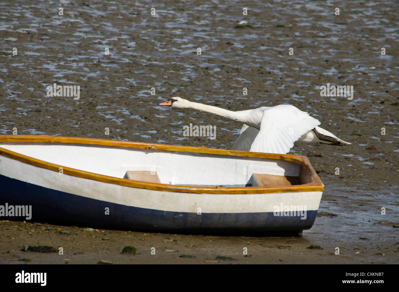 Swan boat adventure hi-res stock photography and images - Alamy