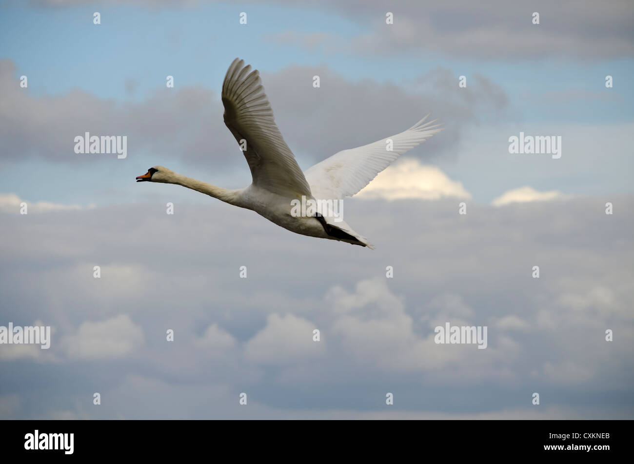 Swan flying into the clouds Stock Photo - Alamy