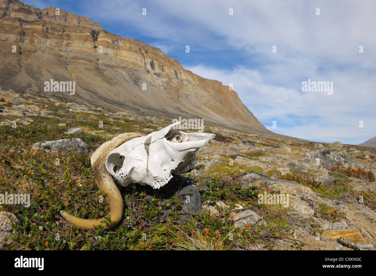 Picture skull animals hi-res stock photography and images - Alamy