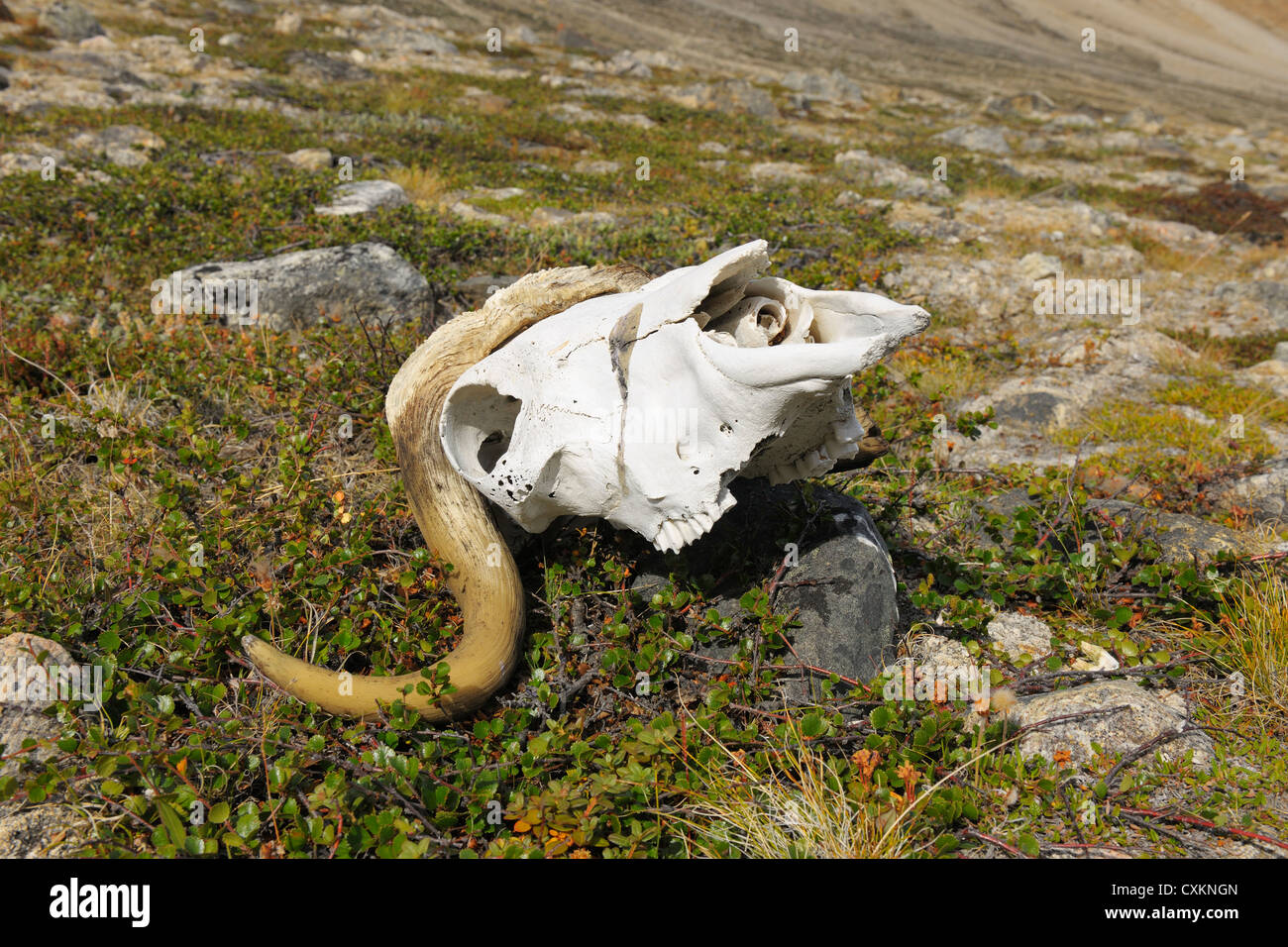 Picture skull animals hi-res stock photography and images - Alamy