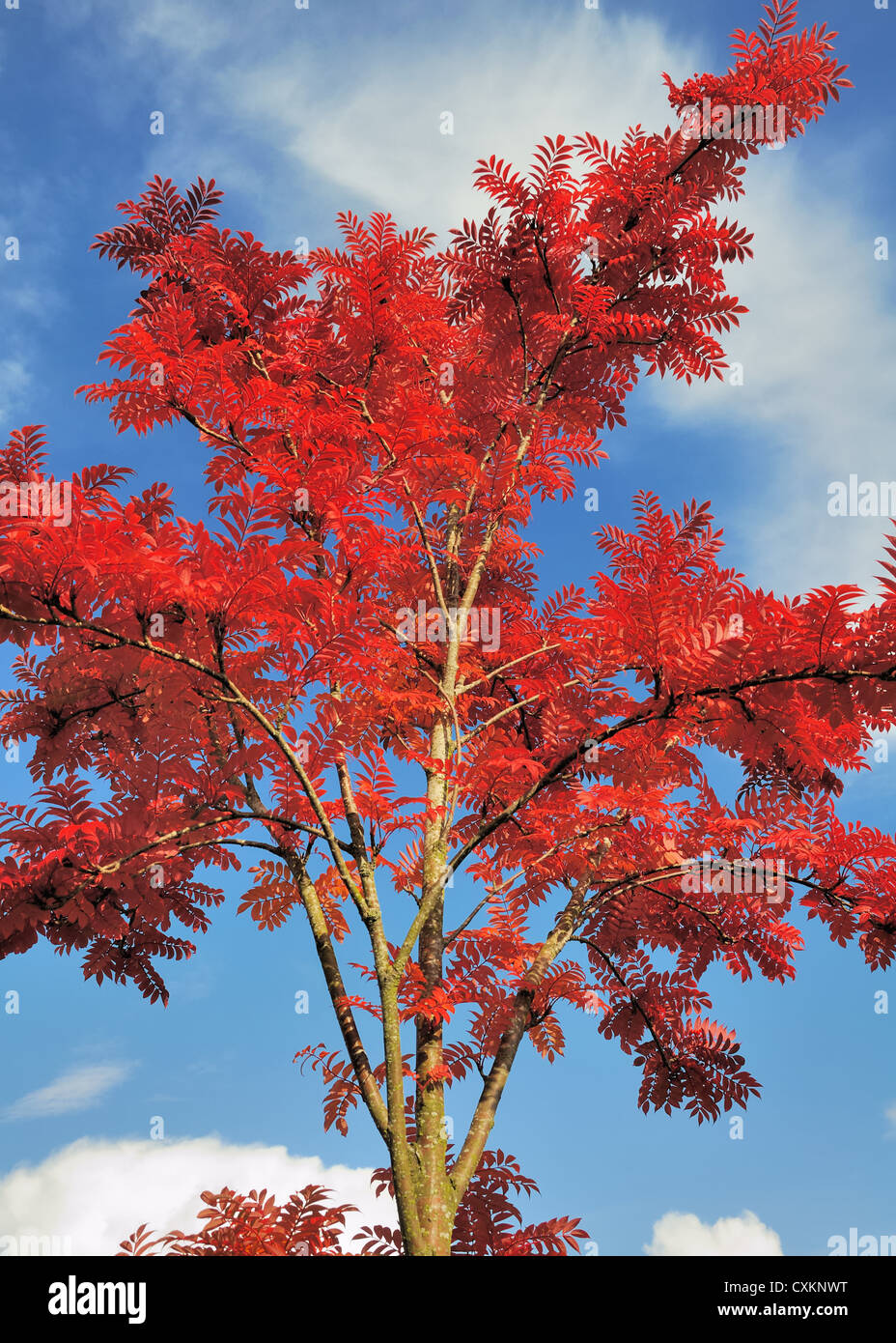 Spectacular scarlet colour of the Rowan tree, also Mountain Ash, Sorbus ...