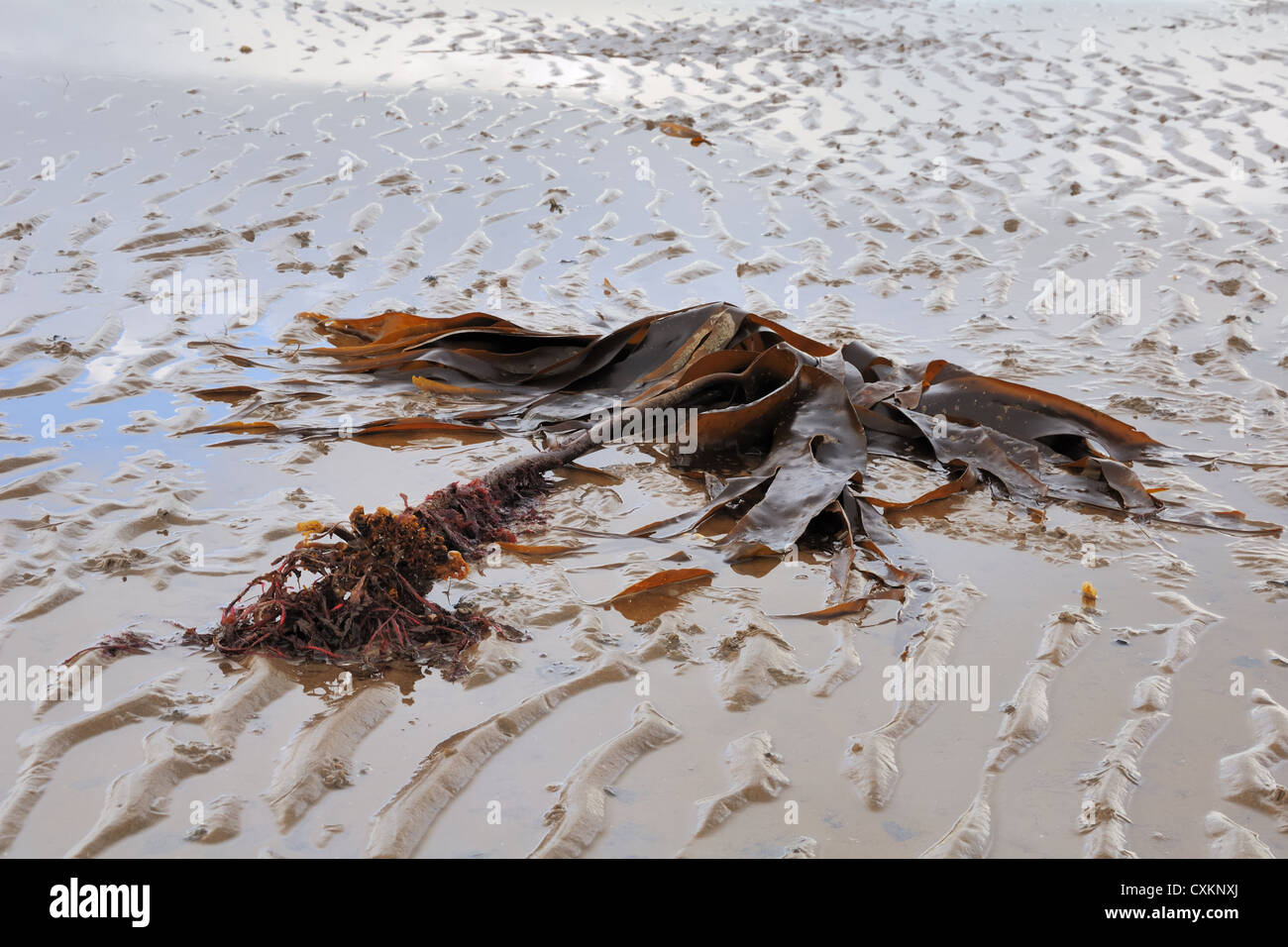 Seeweed (kelp) washed up on a sandy beach in Scotland Stock Photo - Alamy