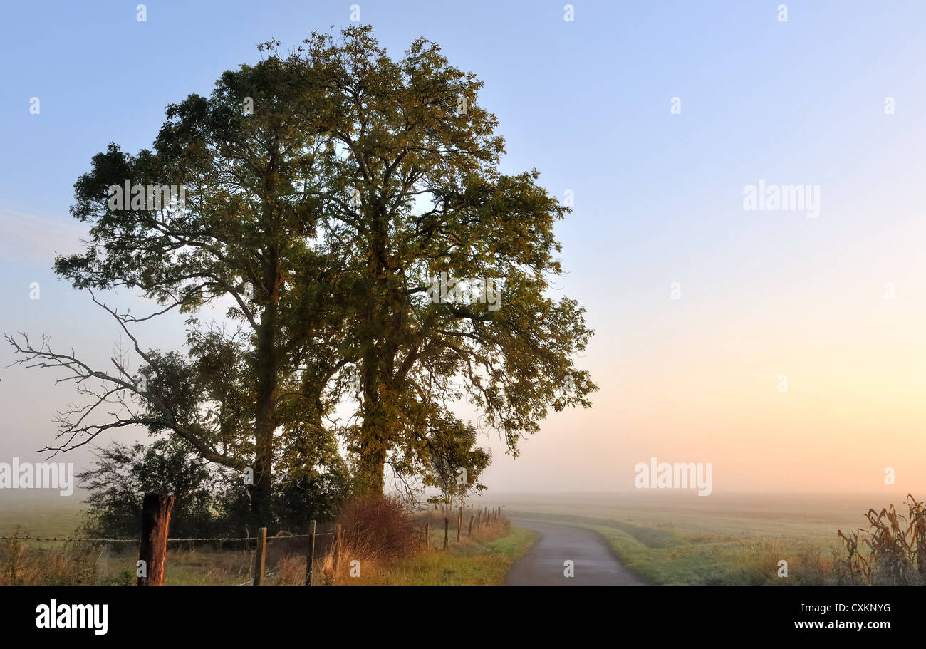 the silhouette of a beautiful tree at dawn on sky background Stock ...