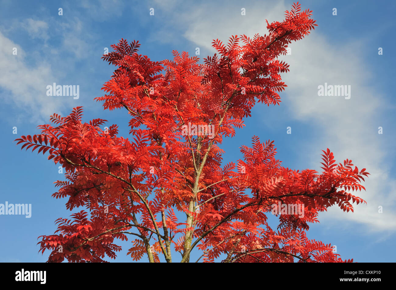 Spectacular scarlet colour of the Rowan tree, also Mountain Ash, Sorbus ...