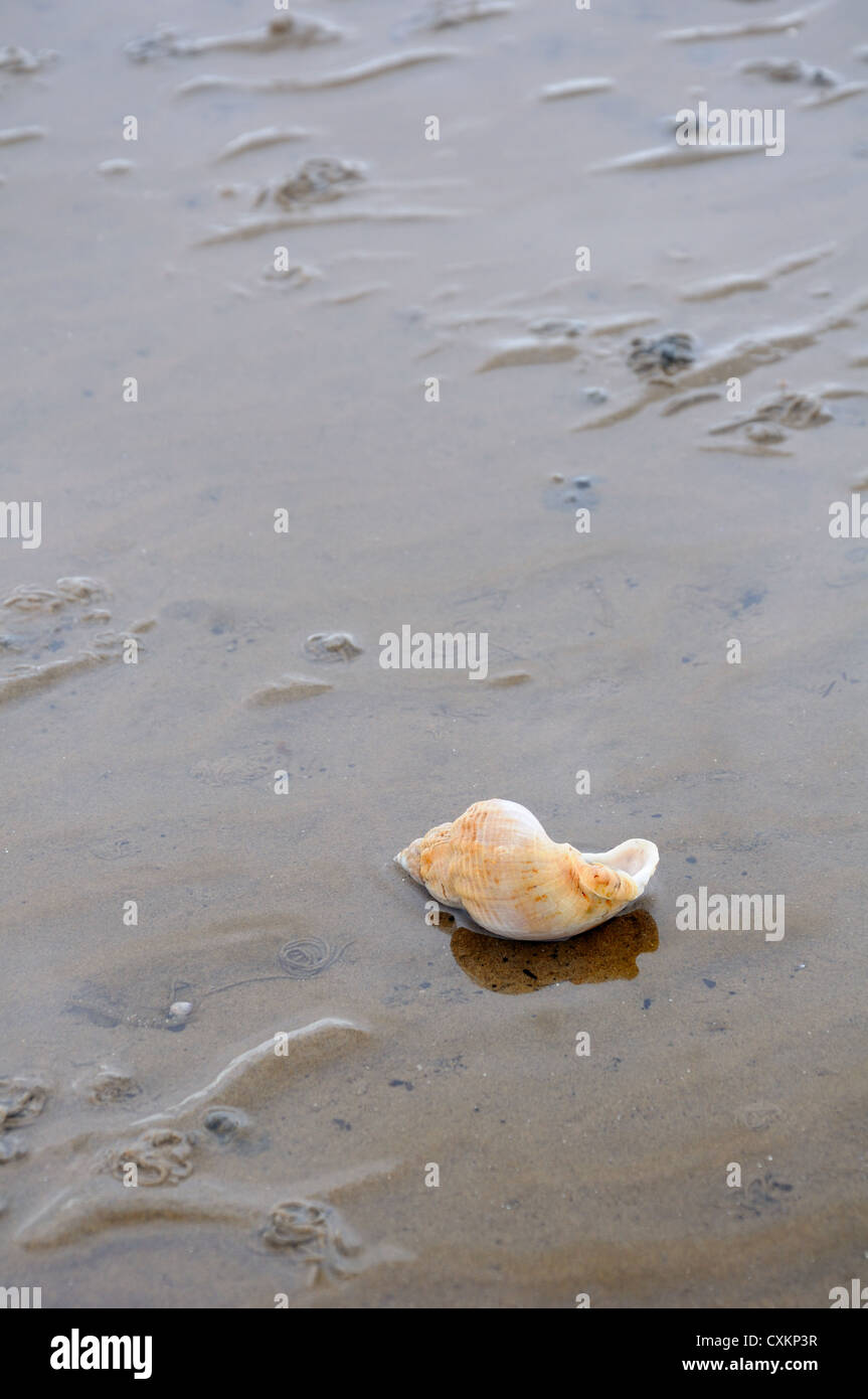 Water receding on beach hi-res stock photography and images - Alamy