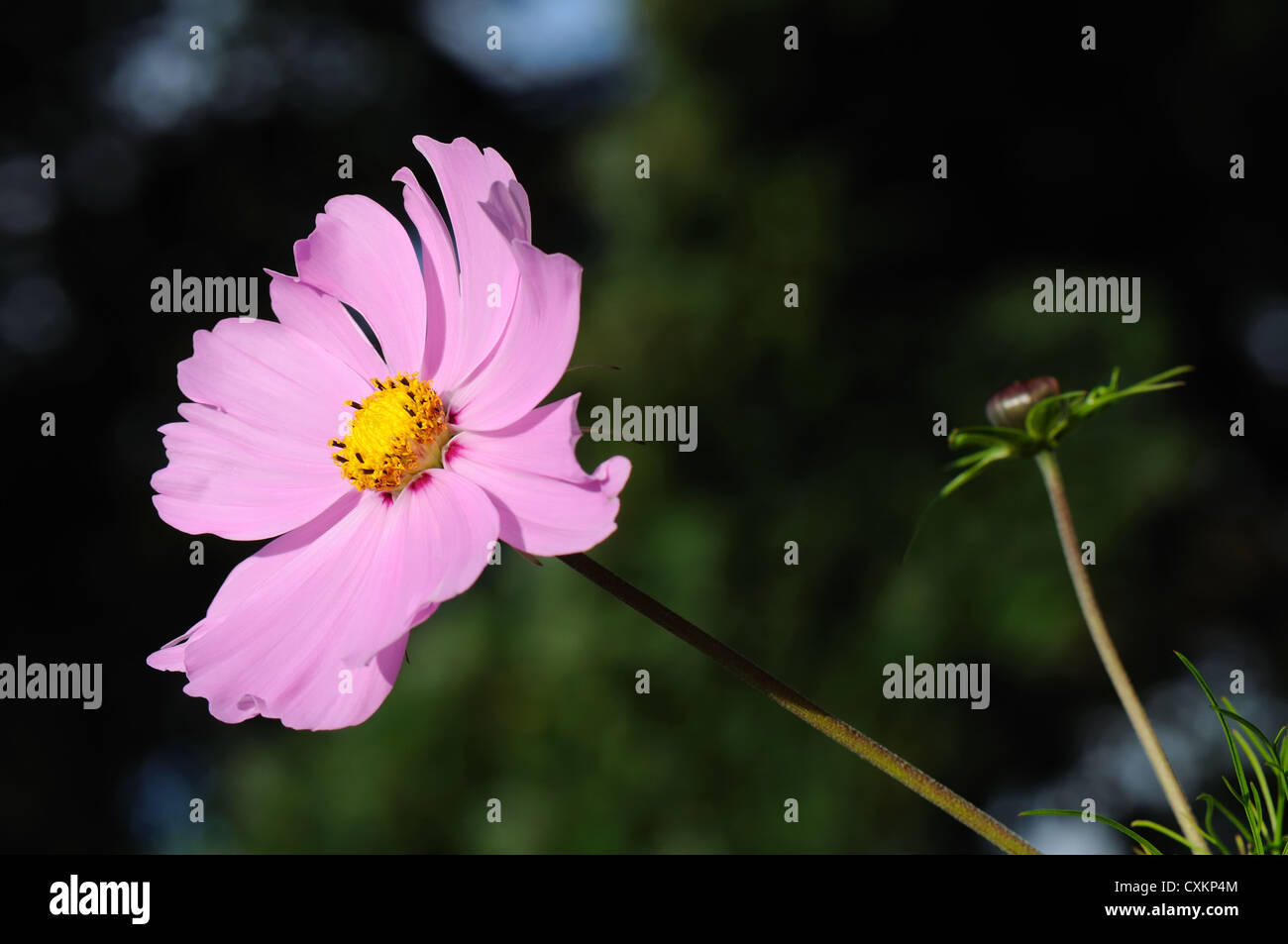 A history of the cosmos hi-res stock photography and images - Alamy
