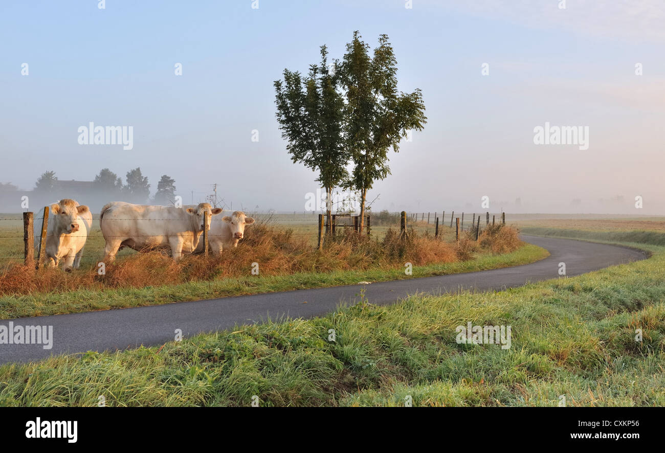 countryside landscape with cow in a field in autumn Stock Photo - Alamy