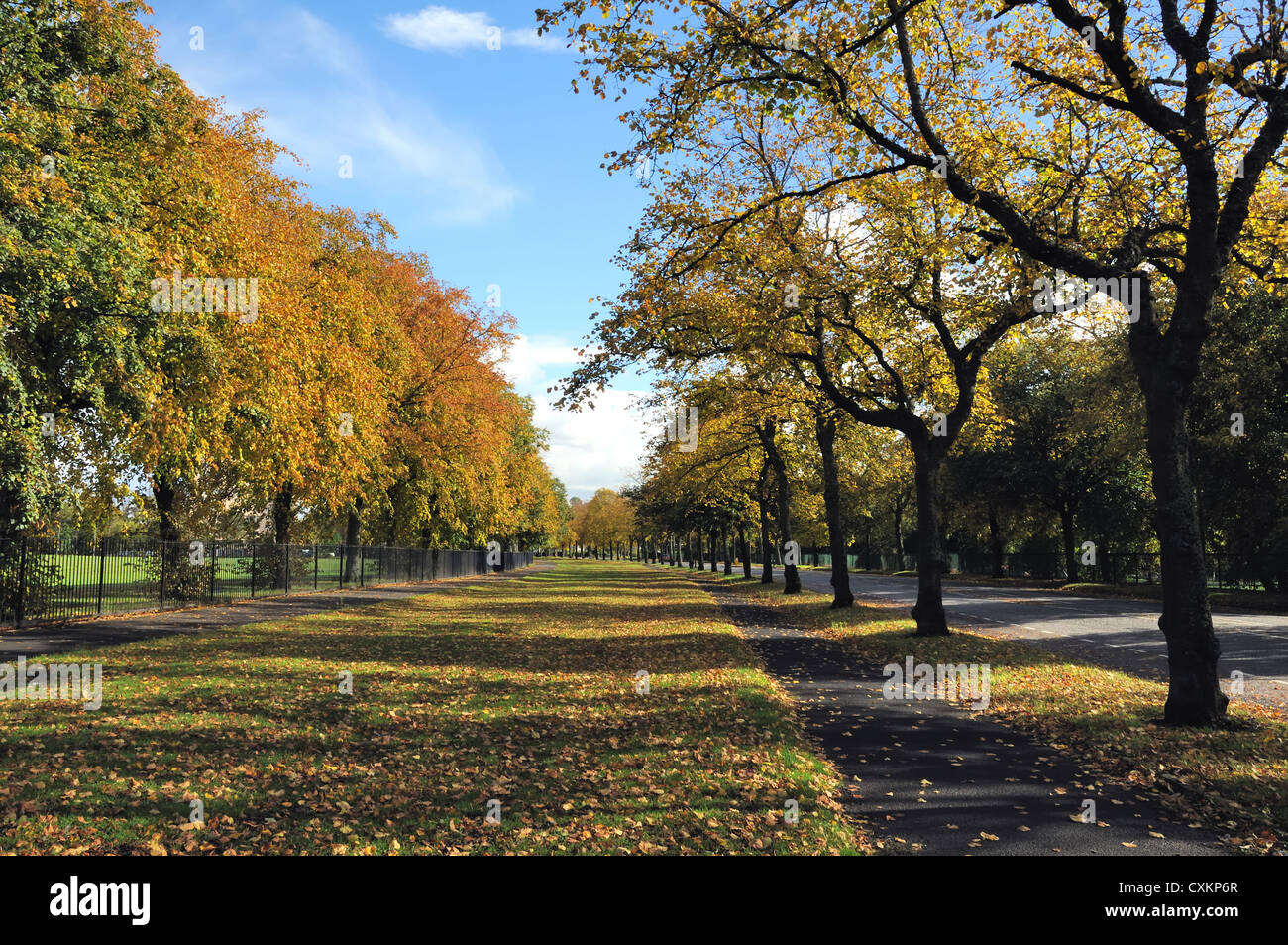 Autumn leaves change trees from green to yellow in Glasgow, Scotland ...