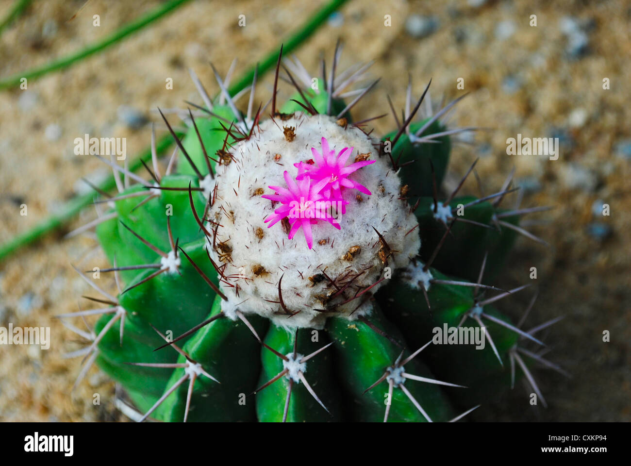 Beautiful light pink flowers of cactus Stock Photo - Alamy