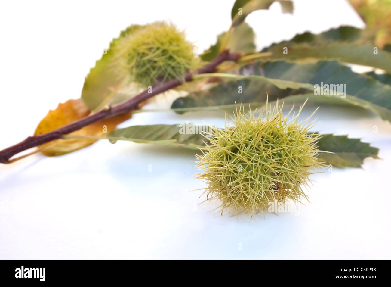chestnut bug in front of a branch on white background Stock Photo - Alamy