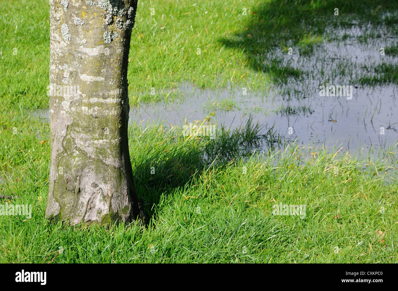 Water sitting on grass beside tree Stock Photo - Alamy