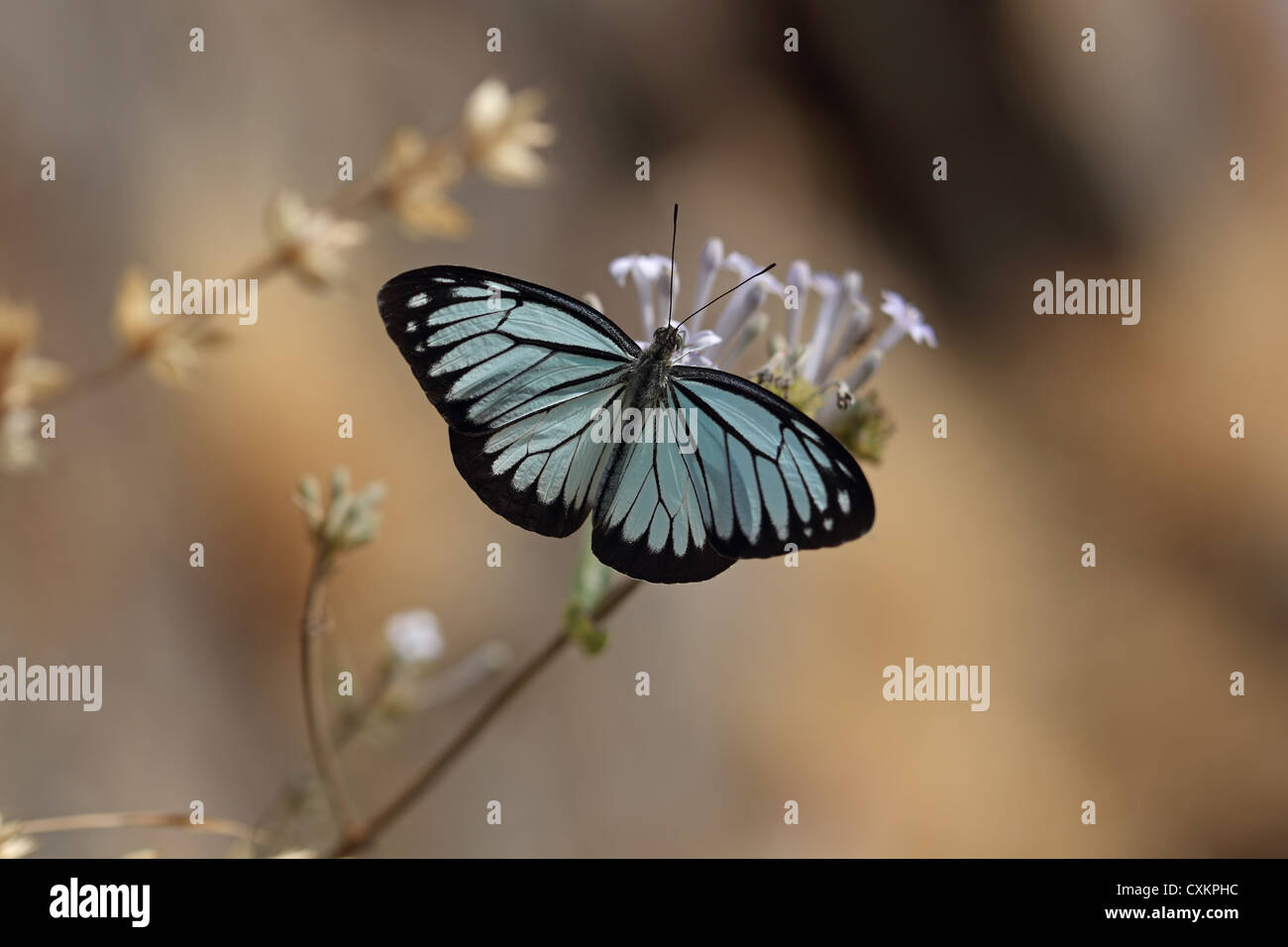 Common Wanderer Butterfly High Resolution Stock Photography and Images ...