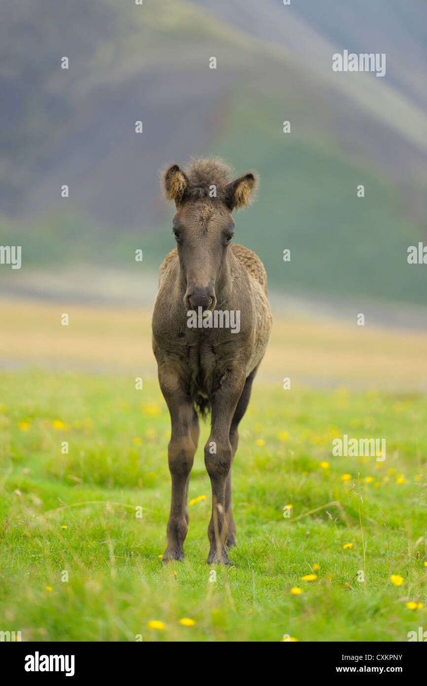 Iceland Tolter High Resolution Stock Photography and Images - Alamy