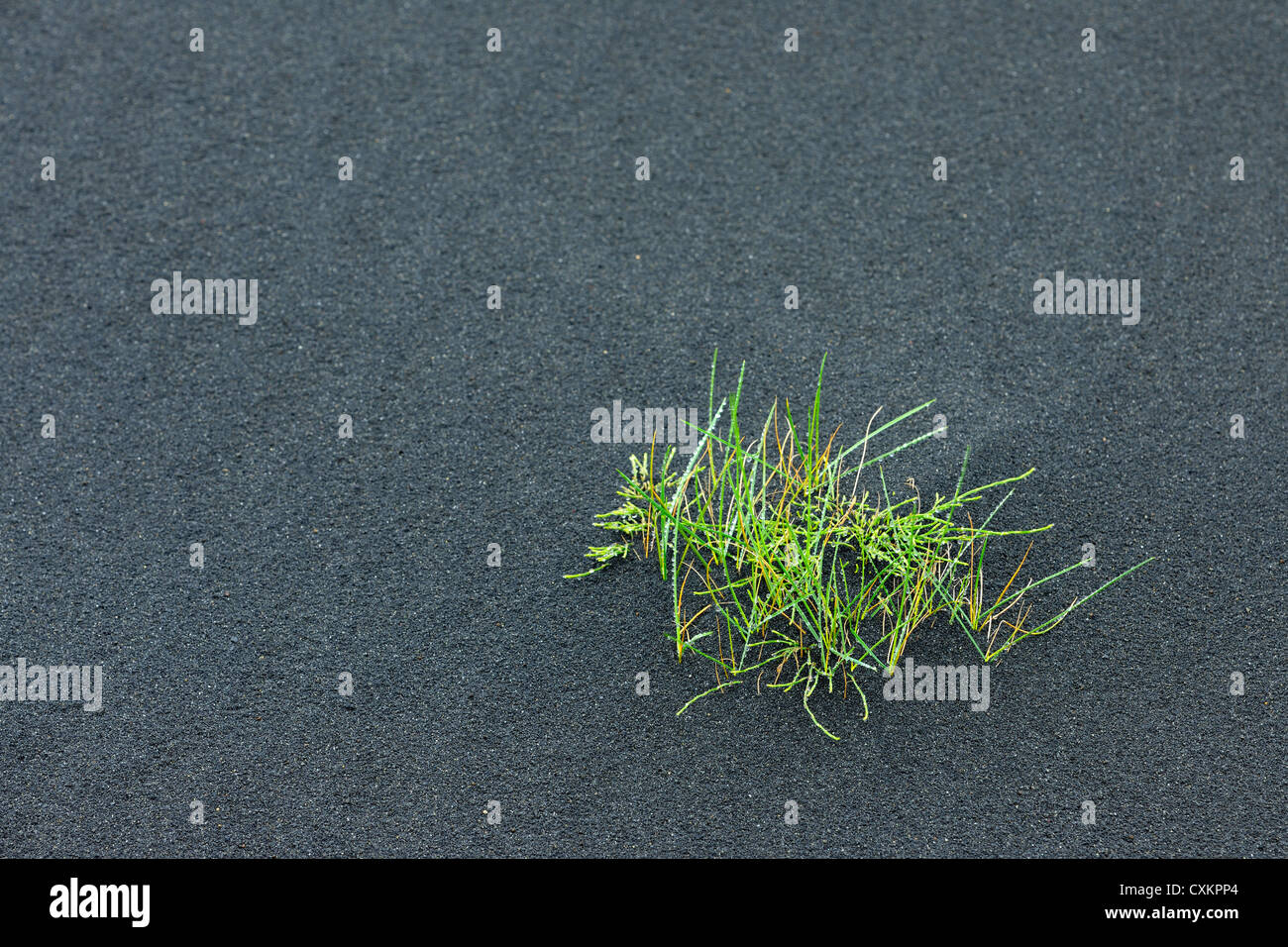 Grass, Volcanic Ash, Eyjafjallajokull, South Iceland, Iceland Stock ...