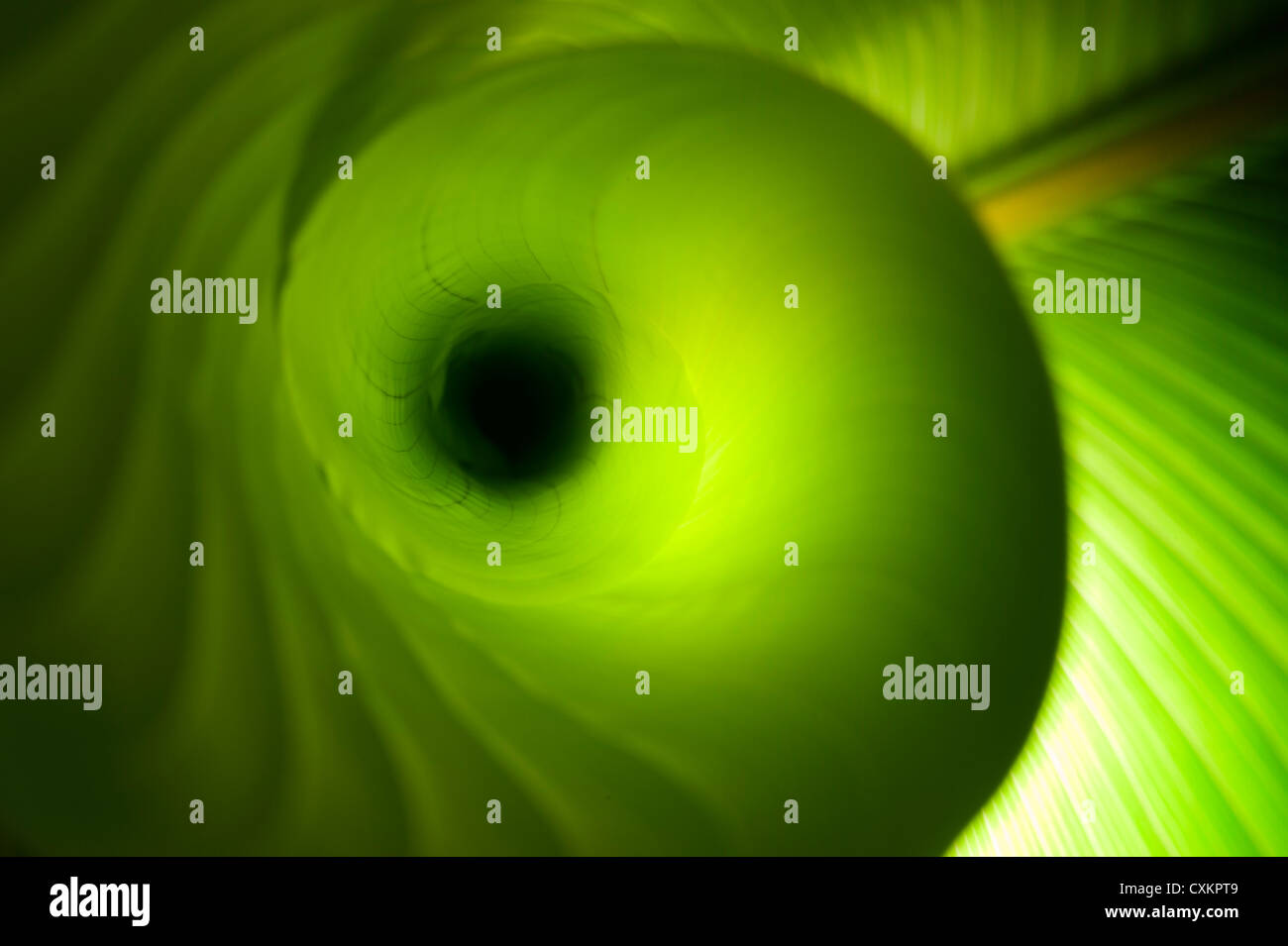 Textures and patterns of leaves Stock Photo - Alamy