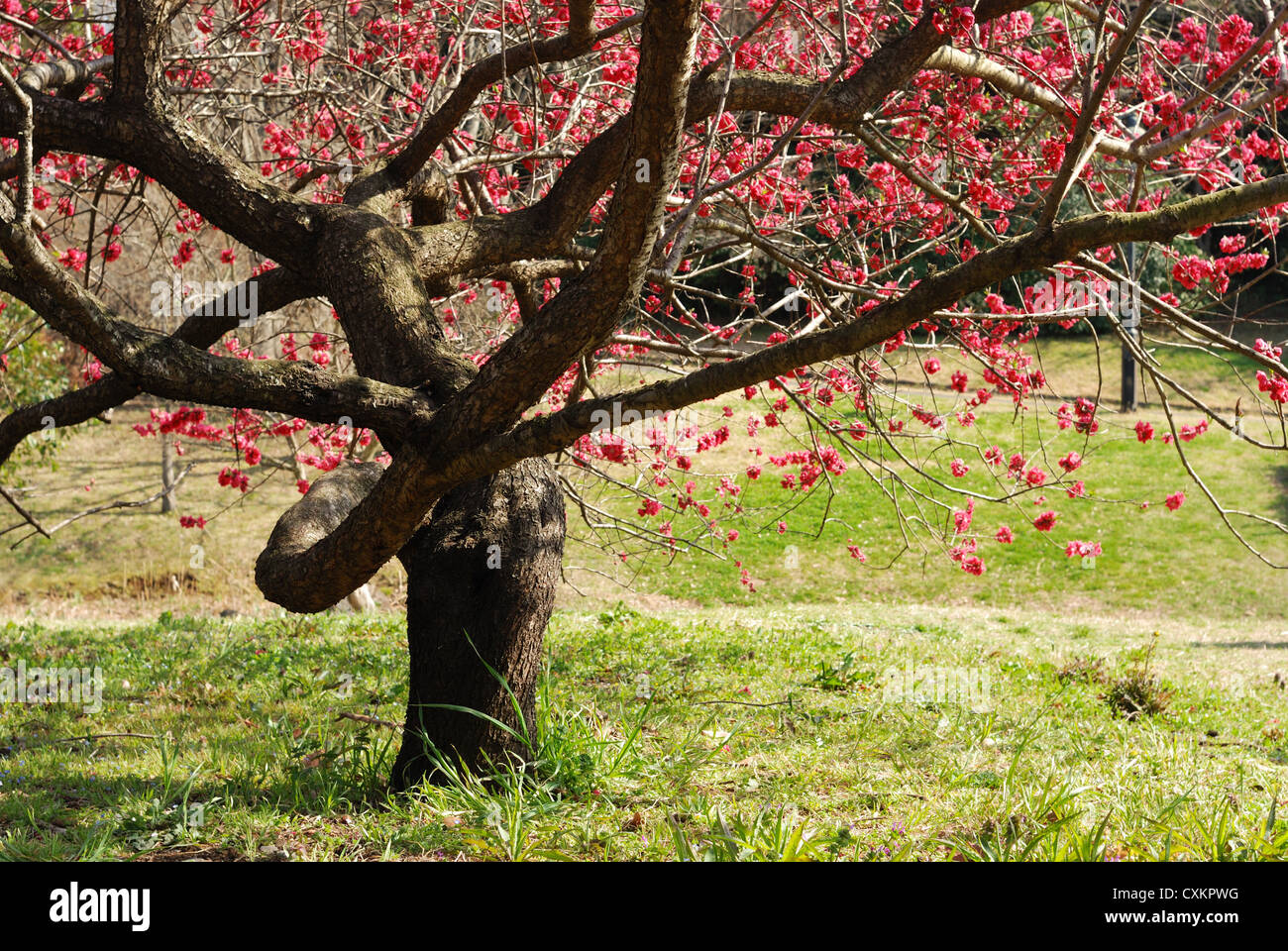 Japanese plum tree hi-res stock photography and images - Alamy