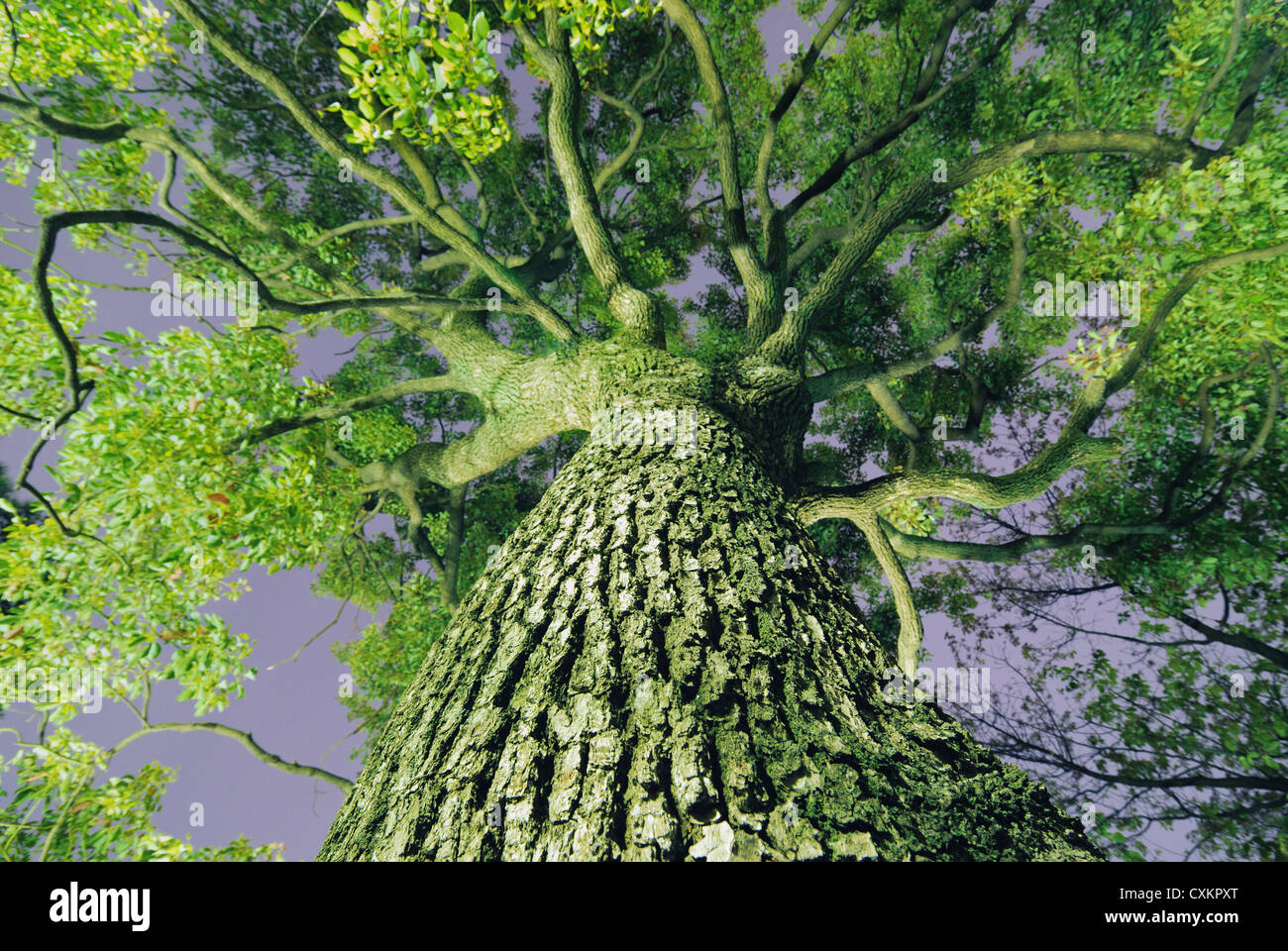 powerful giant camphor tree grow up to the sky by night; focus on ...