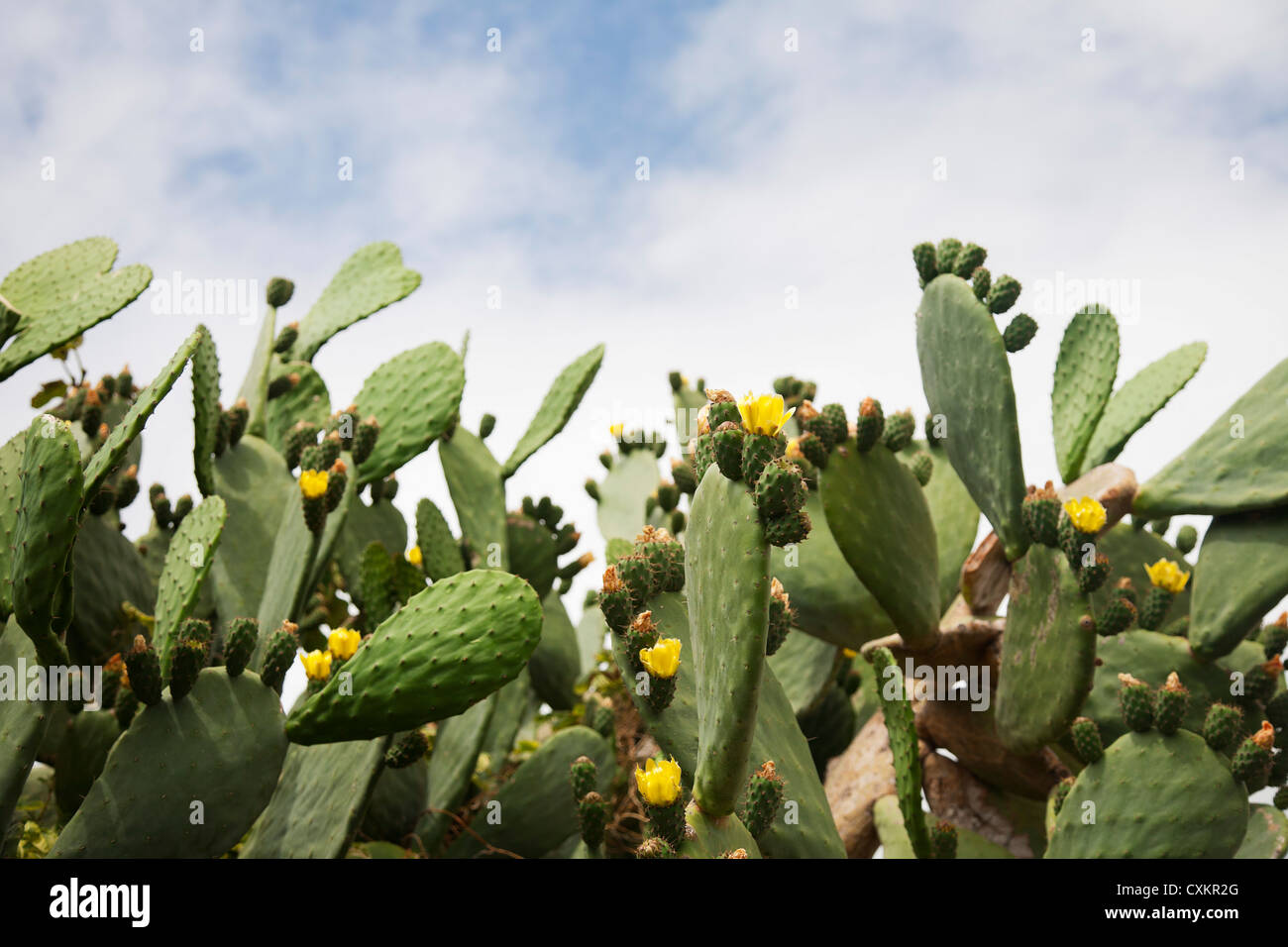 Indian fig sicily italy hi-res stock photography and images - Alamy