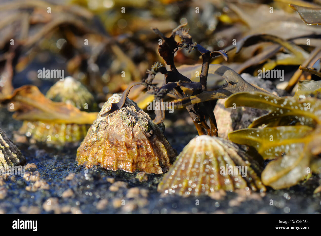 Seaweed and limpet on the rocky shoreline in west Scotland Stock Photo ...