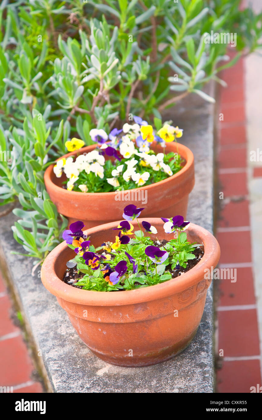 Small pansies or viola planted in clay pots in the springtime garden ...