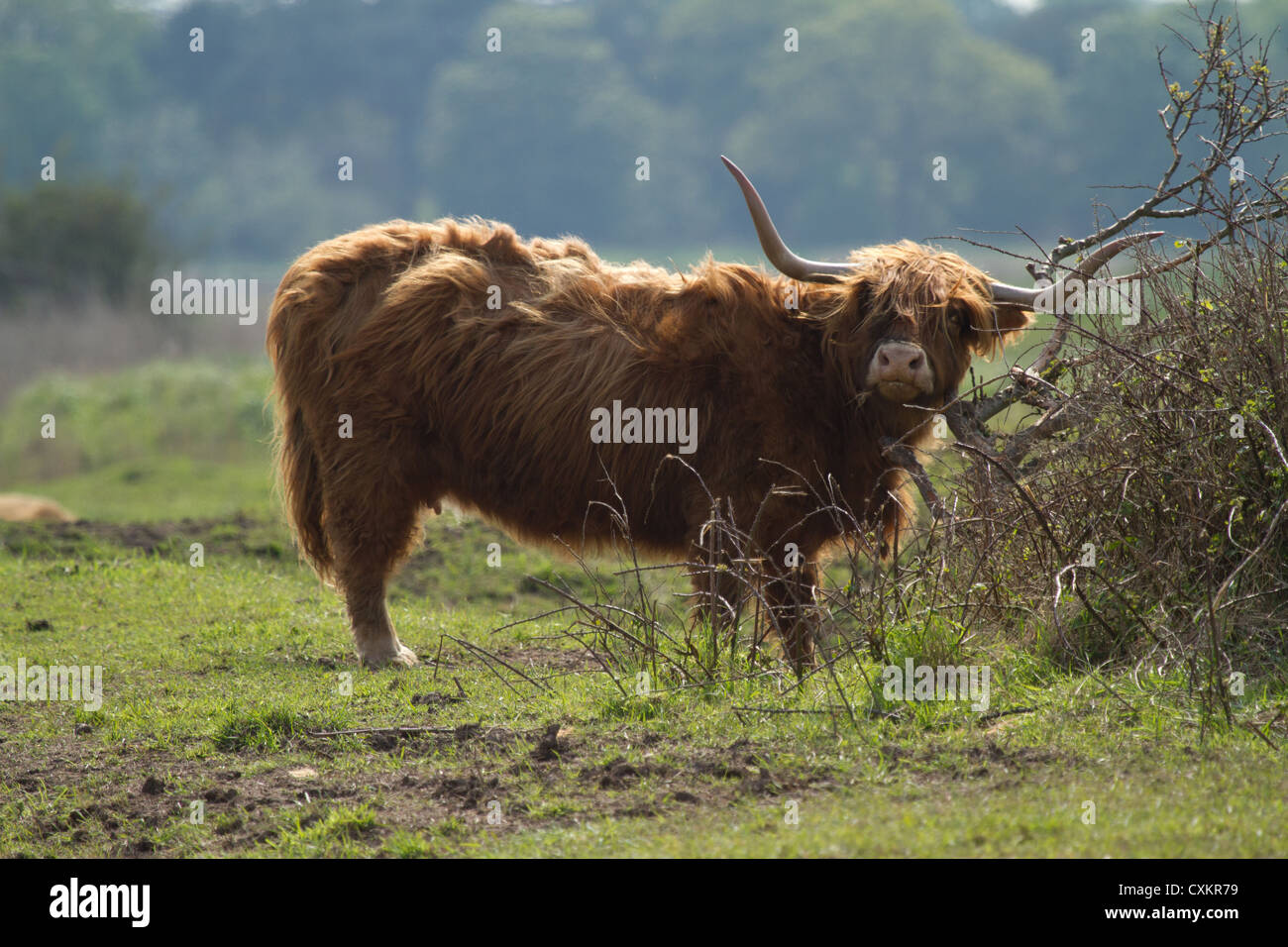 Long hair cattle hi-res stock photography and images - Alamy