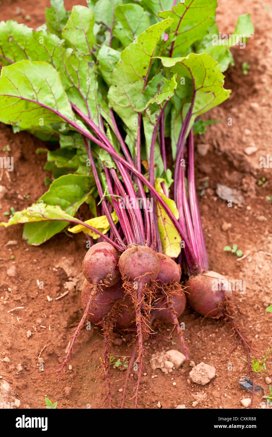 Kitchen Garden Plant High Resolution Stock Photography and Images - Alamy