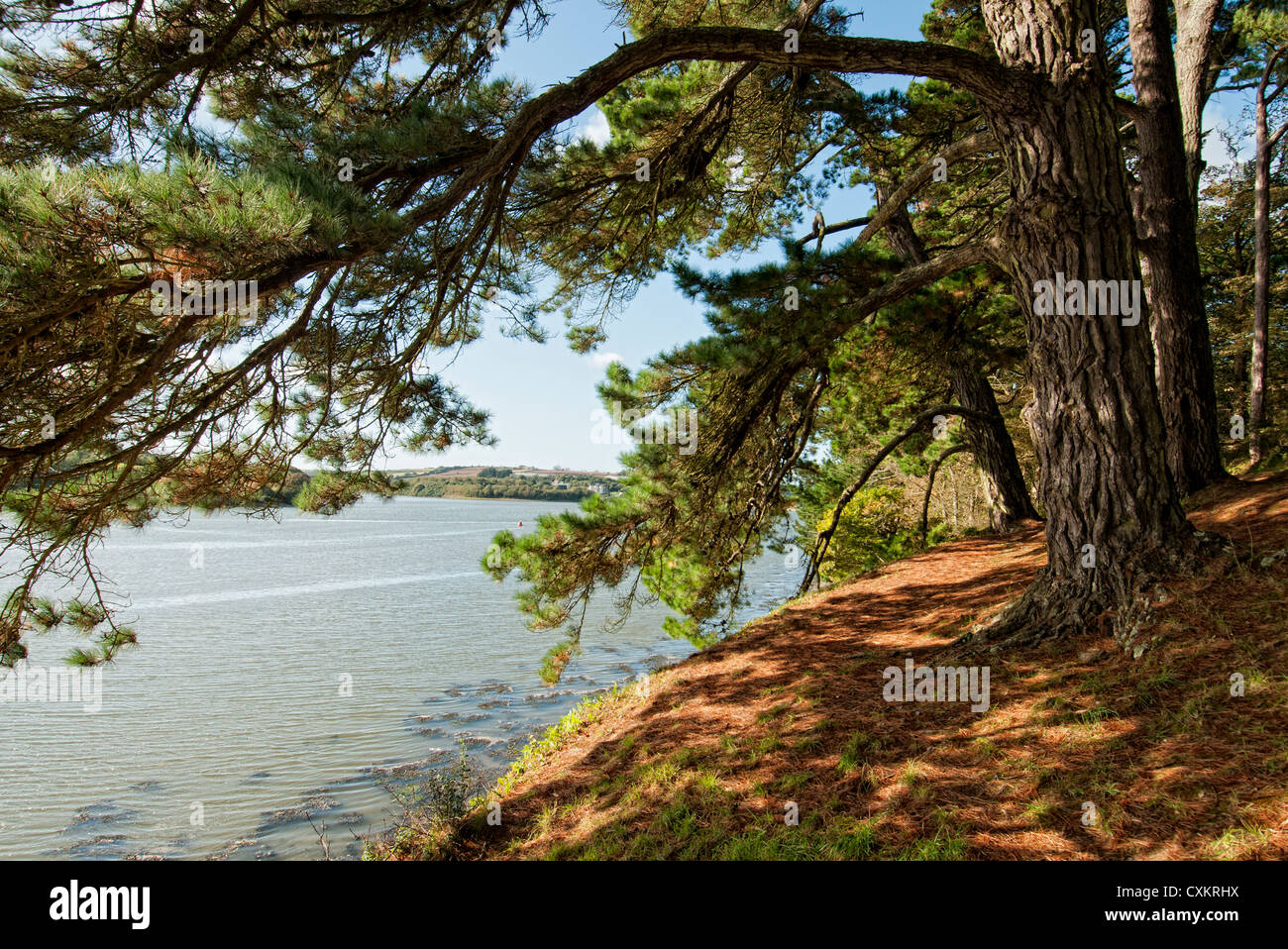 riverbank of the River Fal, Cornwall, UK Stock Photo - Alamy