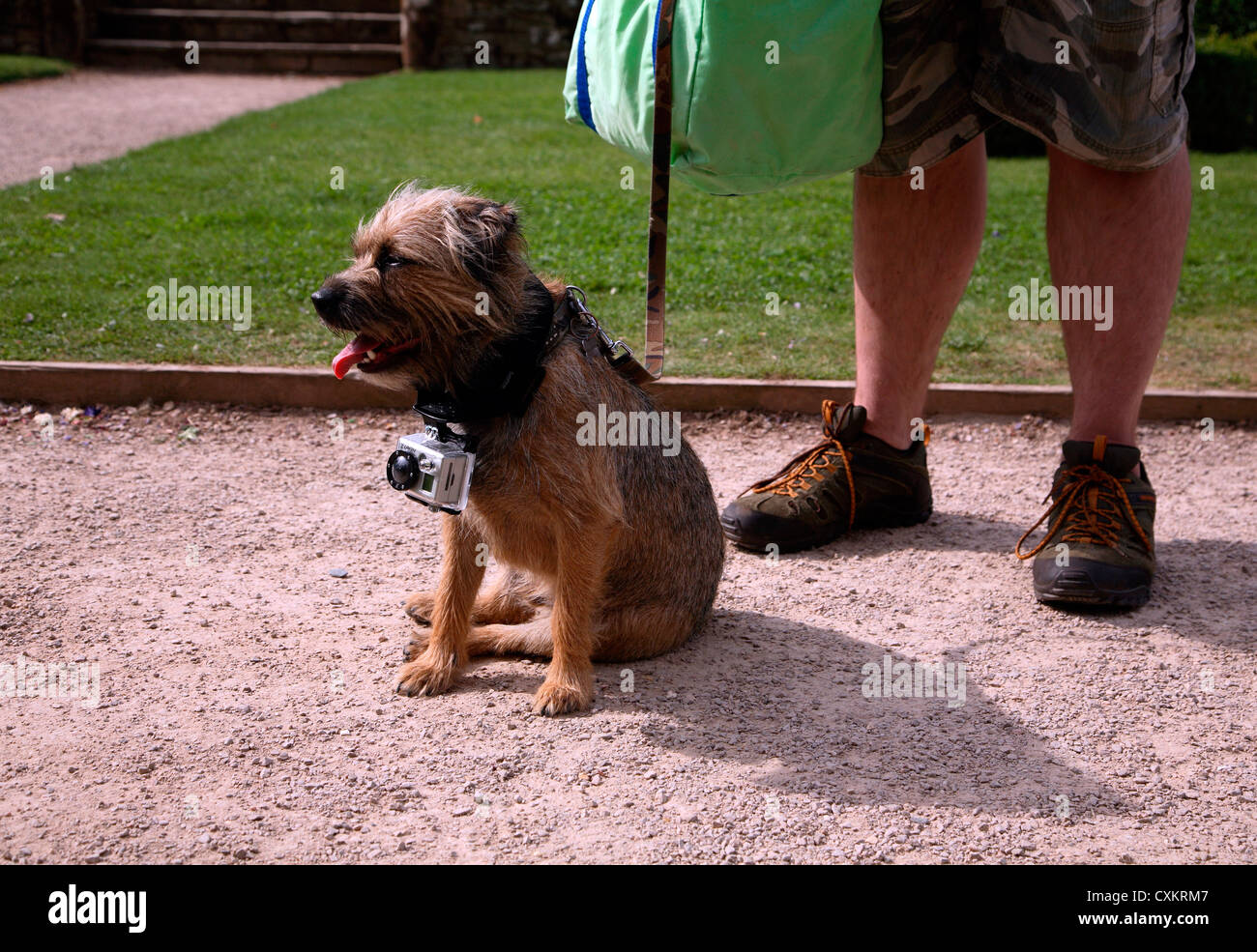 dog with video camera Stock Photo - Alamy