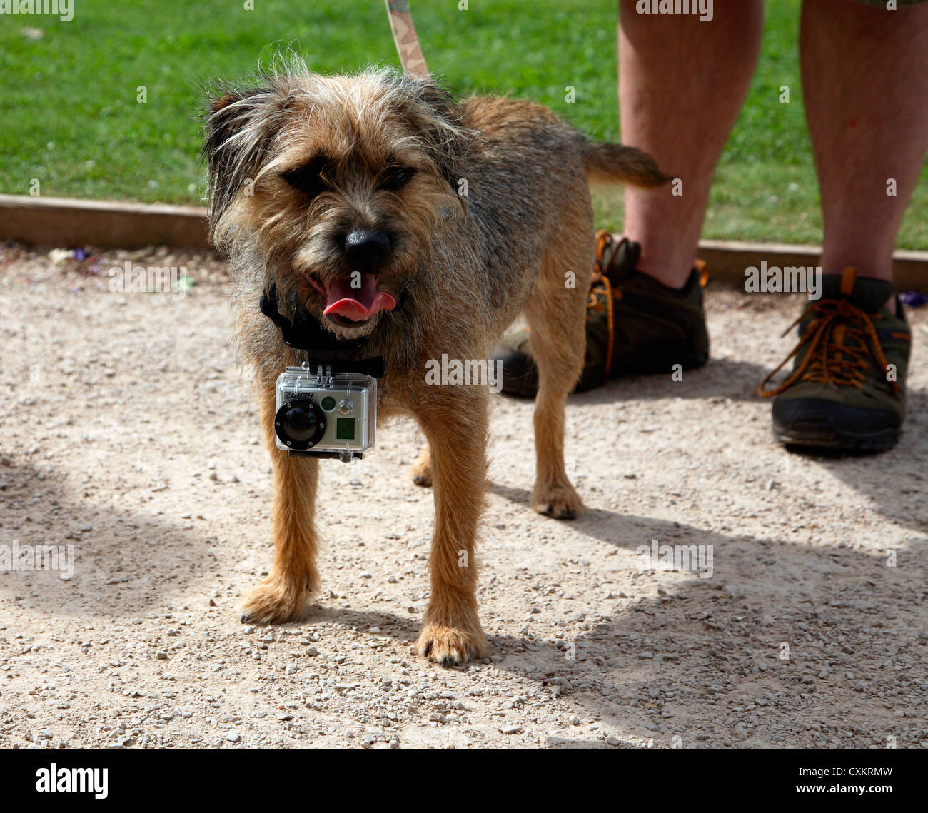 dog with video camera Stock Photo - Alamy