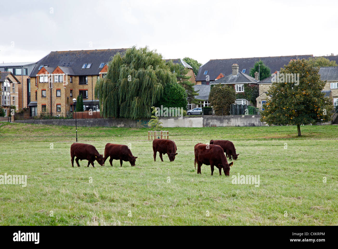 Cows on Midsummer Common Cambridge England Stock Photo - Alamy