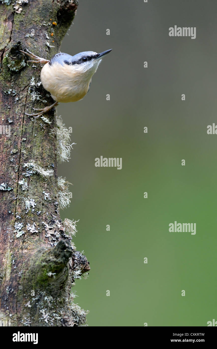 Sitta europaea bird hi-res stock photography and images - Alamy