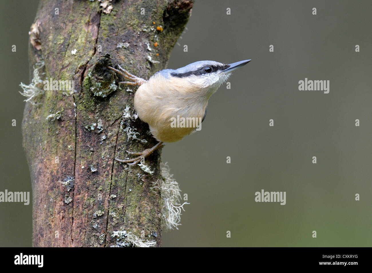 Sitta europaea bird hi-res stock photography and images - Alamy