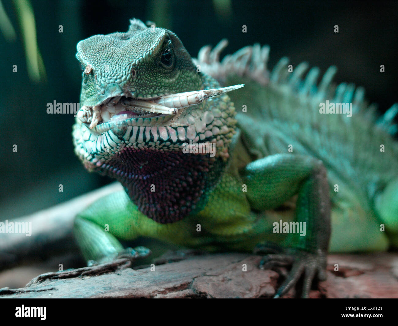 Lizard eating insect hi-res stock photography and images - Alamy