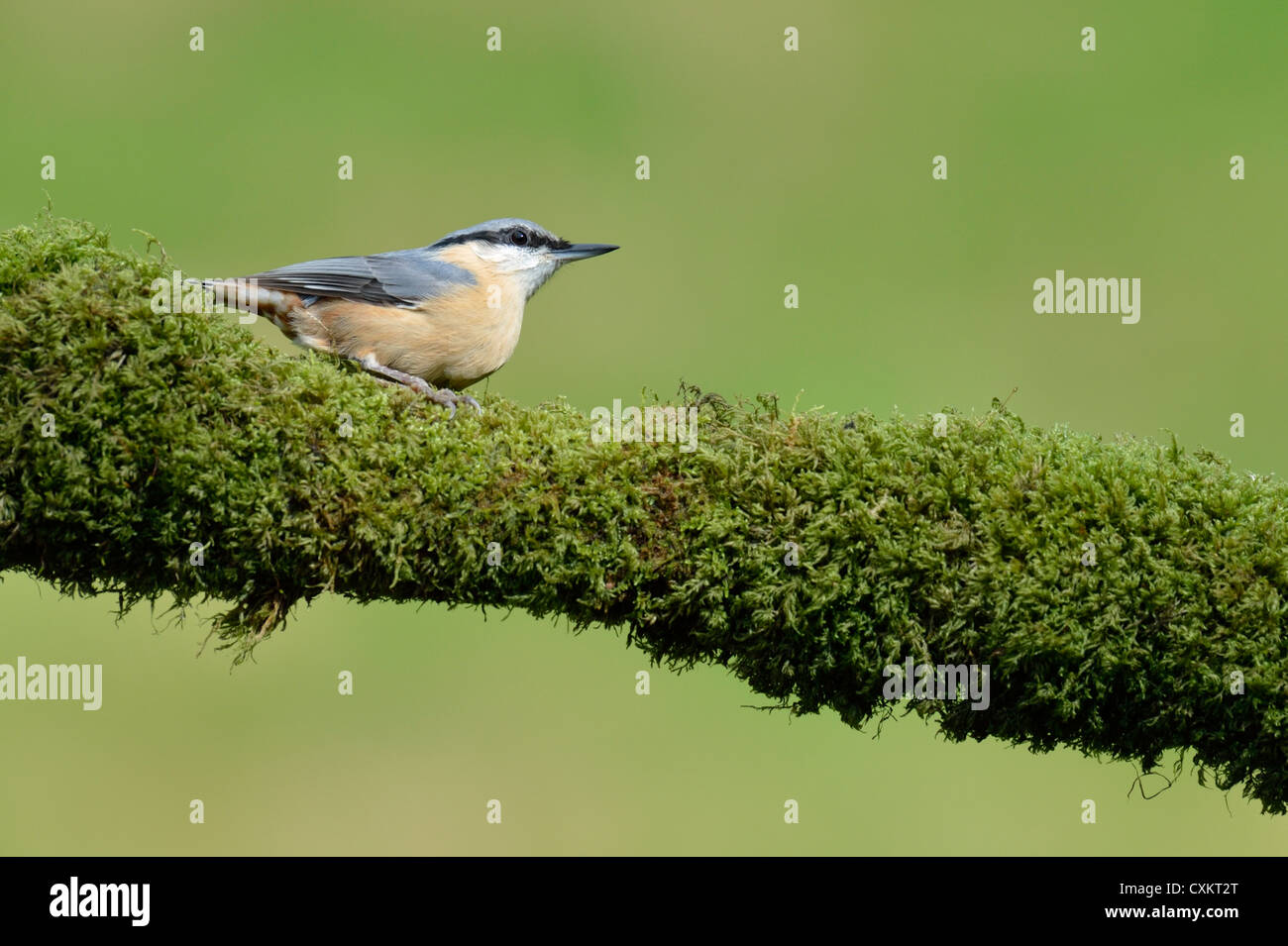 Nuthatch (sitta europaea Stock Photo - Alamy