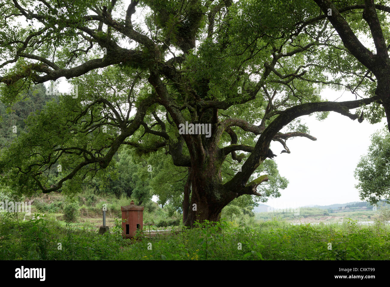 A big tree,Close-Up Stock Photo - Alamy