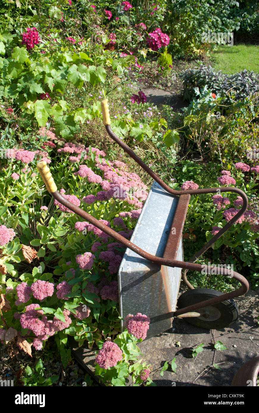 Old wheelbarrow with rusted handles tipped upright in garden next to ...